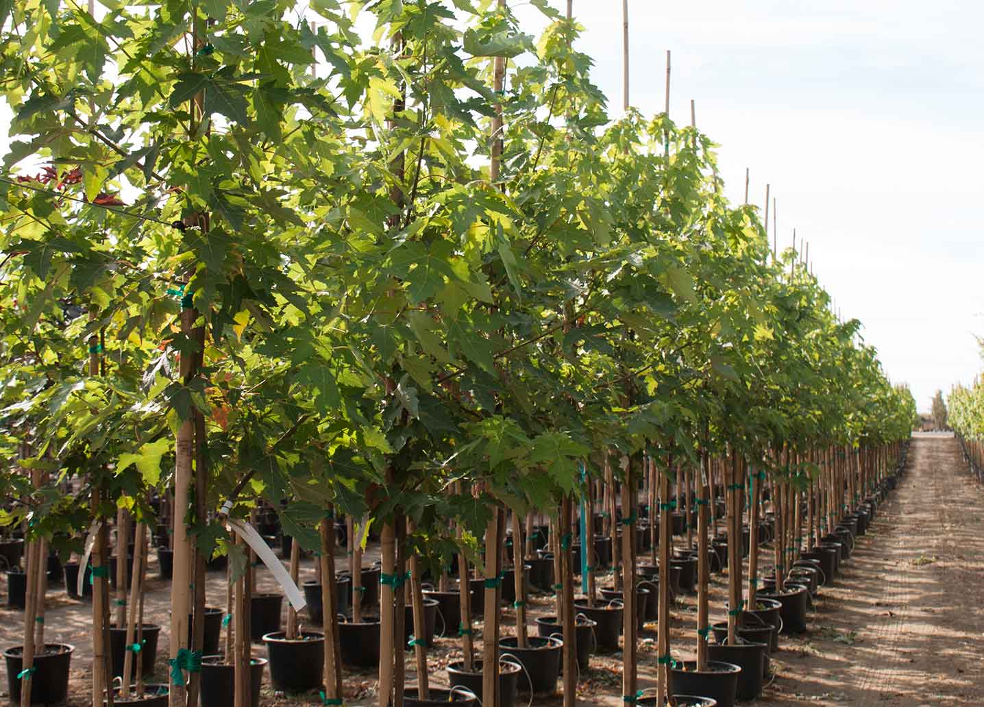 The Autumn Fantasy Maple is an Elegant Jewel | Garden Gate Nursery